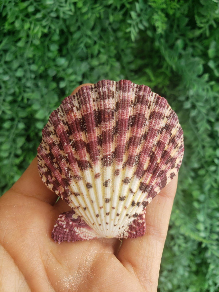 Shell Concha Do Mar Cod 25 | Elo7 Produtos Especiais