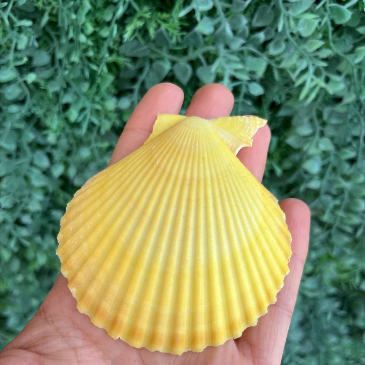 Shell Concha do Mar Cod 80 | Elo7 Produtos Especiais